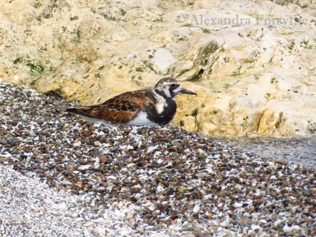European Starling – Indiana Audubon Society