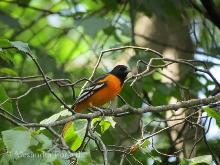 European Starling – Indiana Audubon