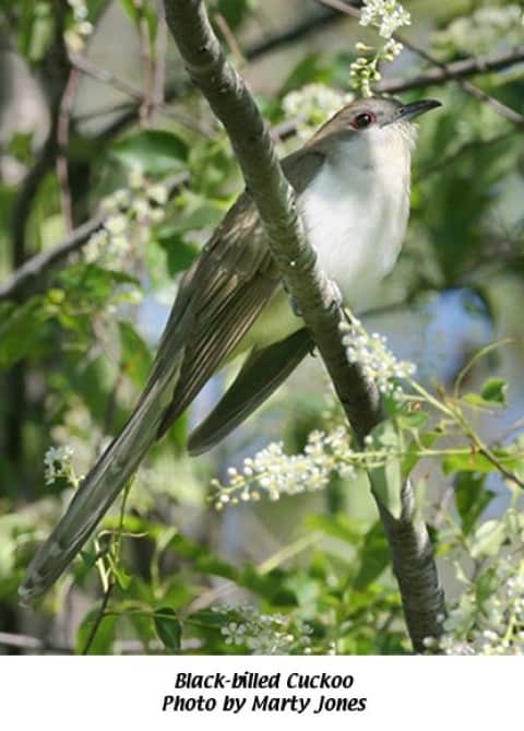 European Starling – Indiana Audubon