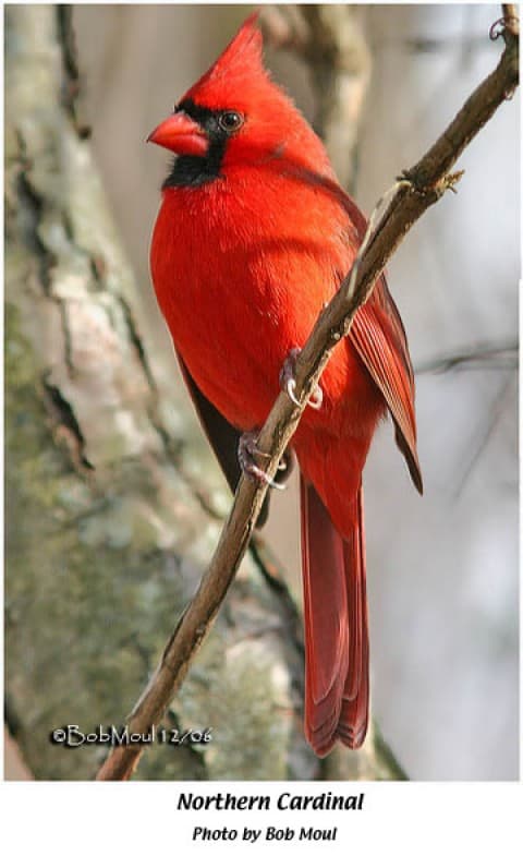 Northern Cardinal – Indiana Audubon