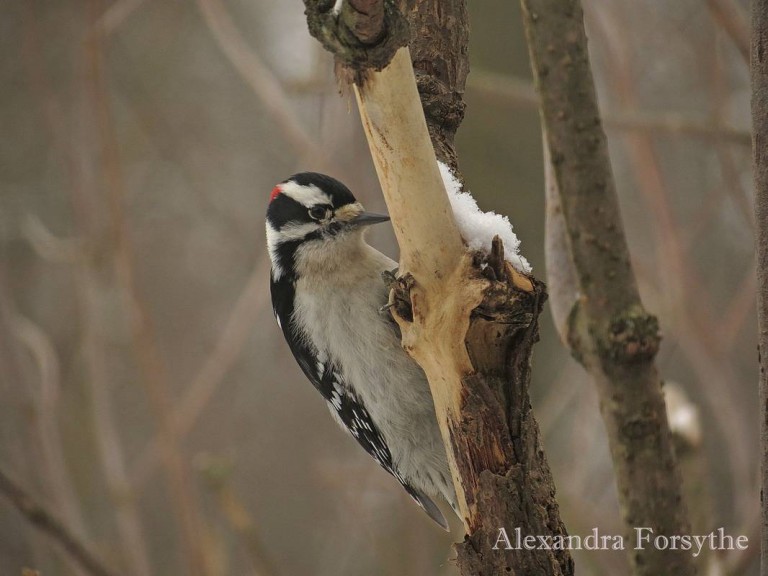 European Starling – Indiana Audubon Society
