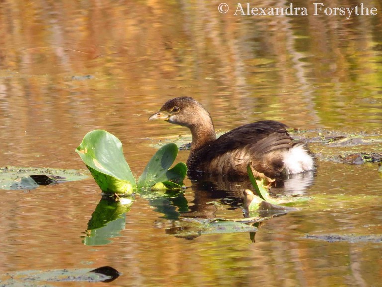 European Starling – Indiana Audubon
