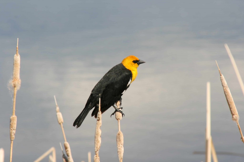 Yellow-headed Blackbird – Indiana Audubon