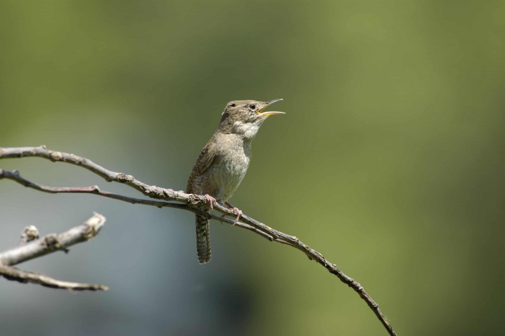 European Starling – Indiana Audubon