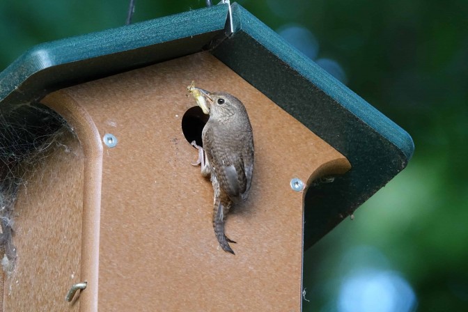 House Wren – Indiana Audubon
