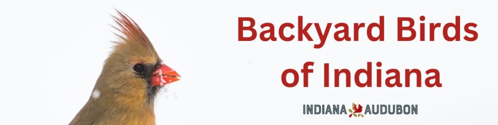 Backyard Birds of Indiana – Indiana Audubon