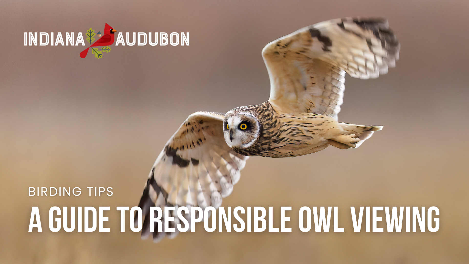 A Guide to Responsible Owl Viewing – Indiana Audubon
