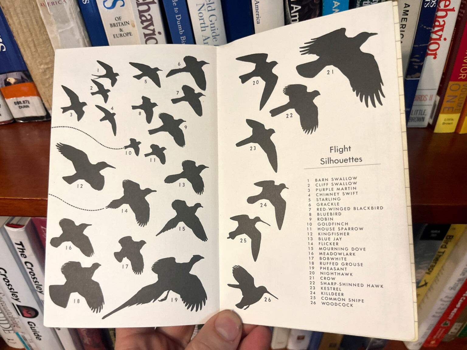 Birding 101: How to Identify a Bird – Indiana Audubon