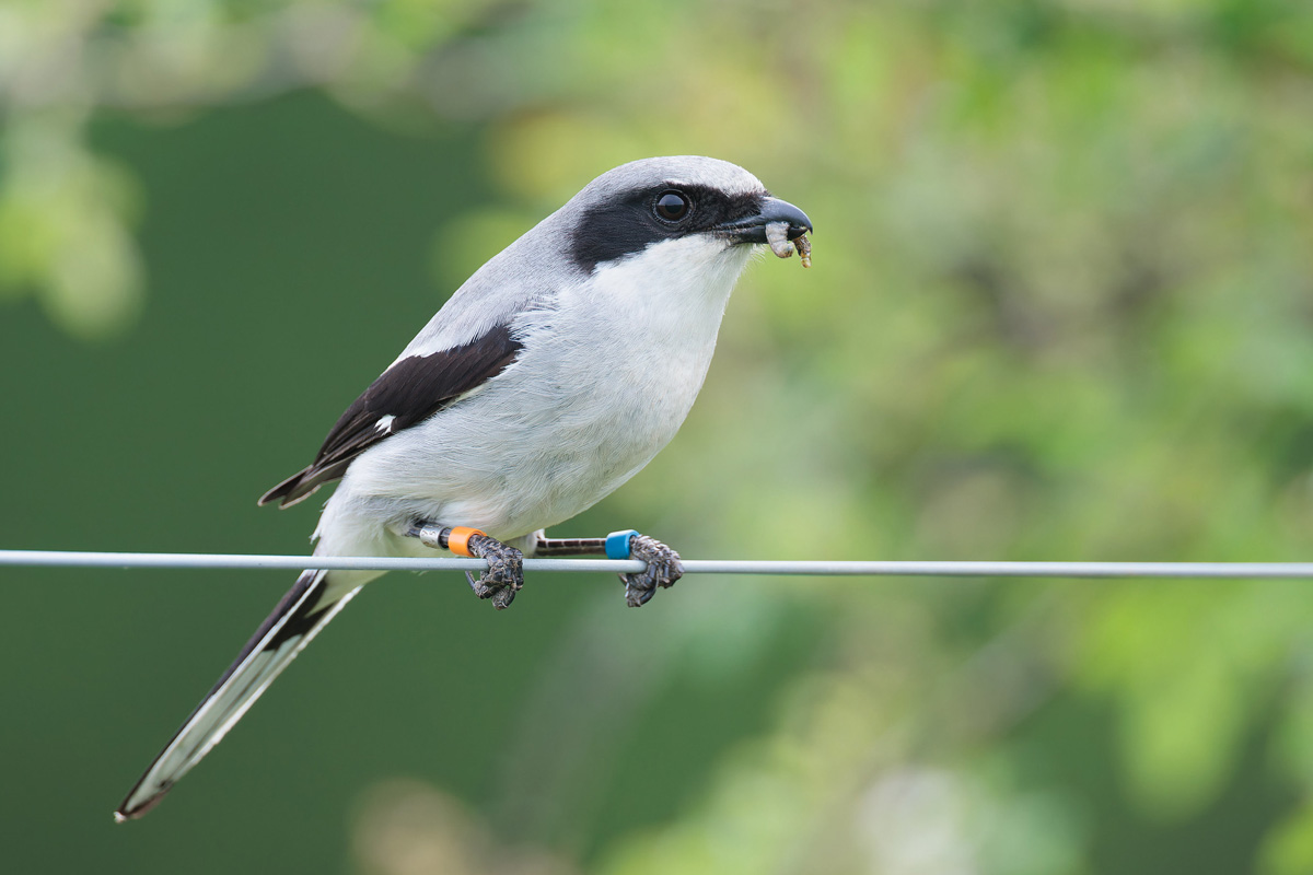 loggerhead shrikes – Indiana Audubon